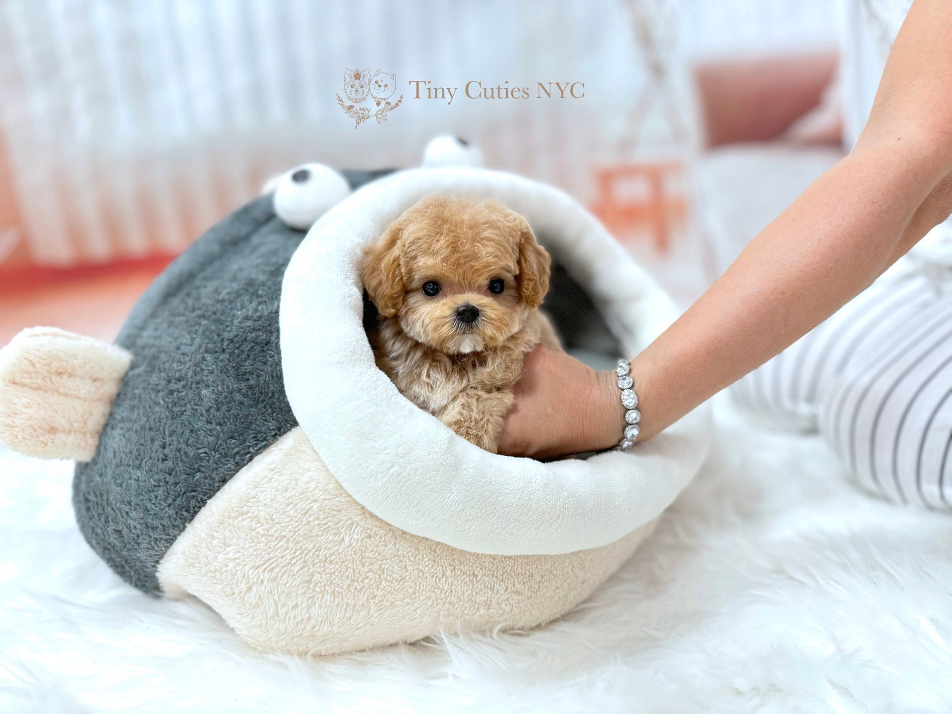 Teacup/Micro Teacup Maltipoos | Astoria, NY | Tiny Cuties NYC