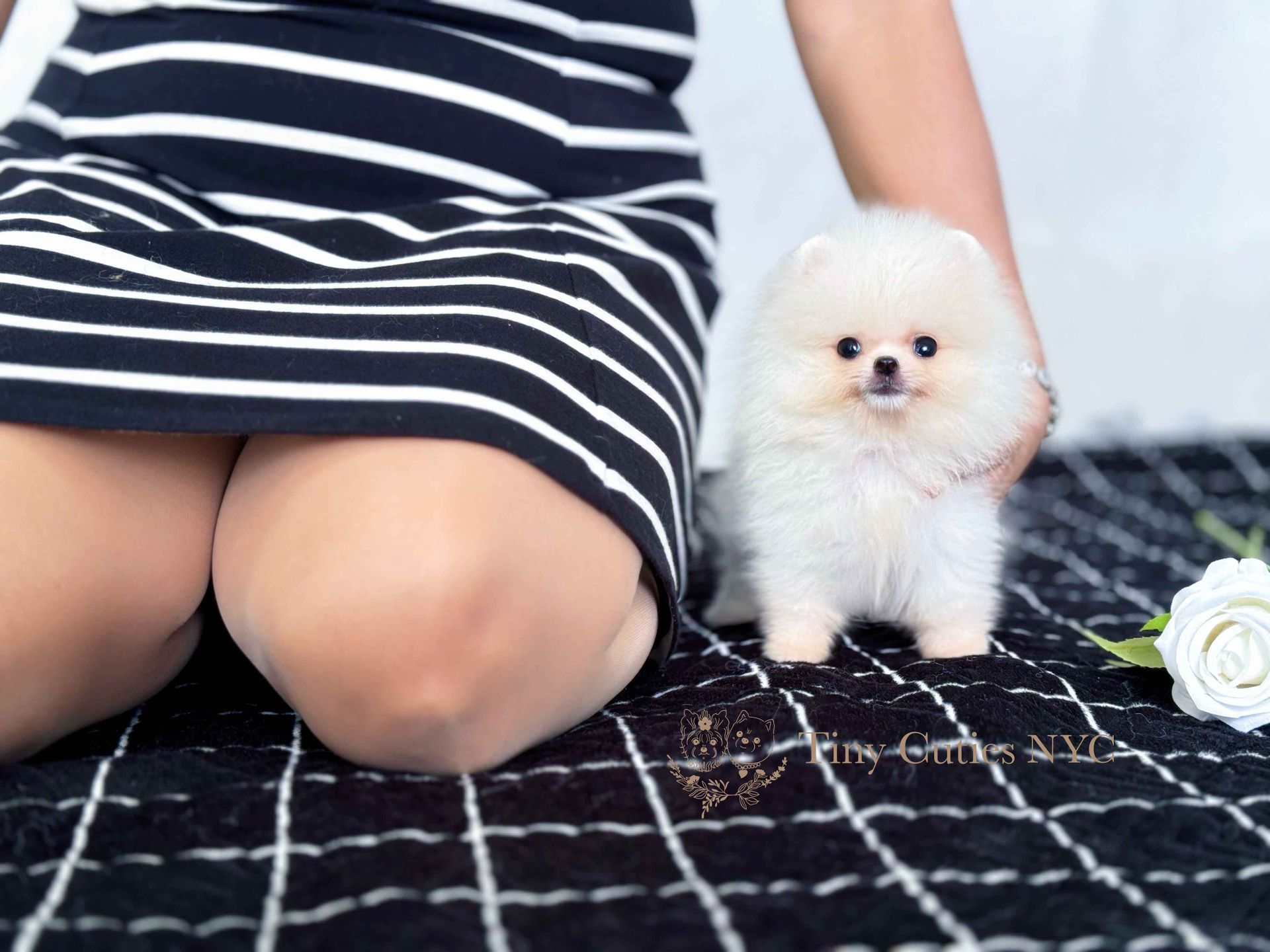 Teacup/Micro Teacup Pomeranian | Astoria, NY | Tiny Cuties NYC