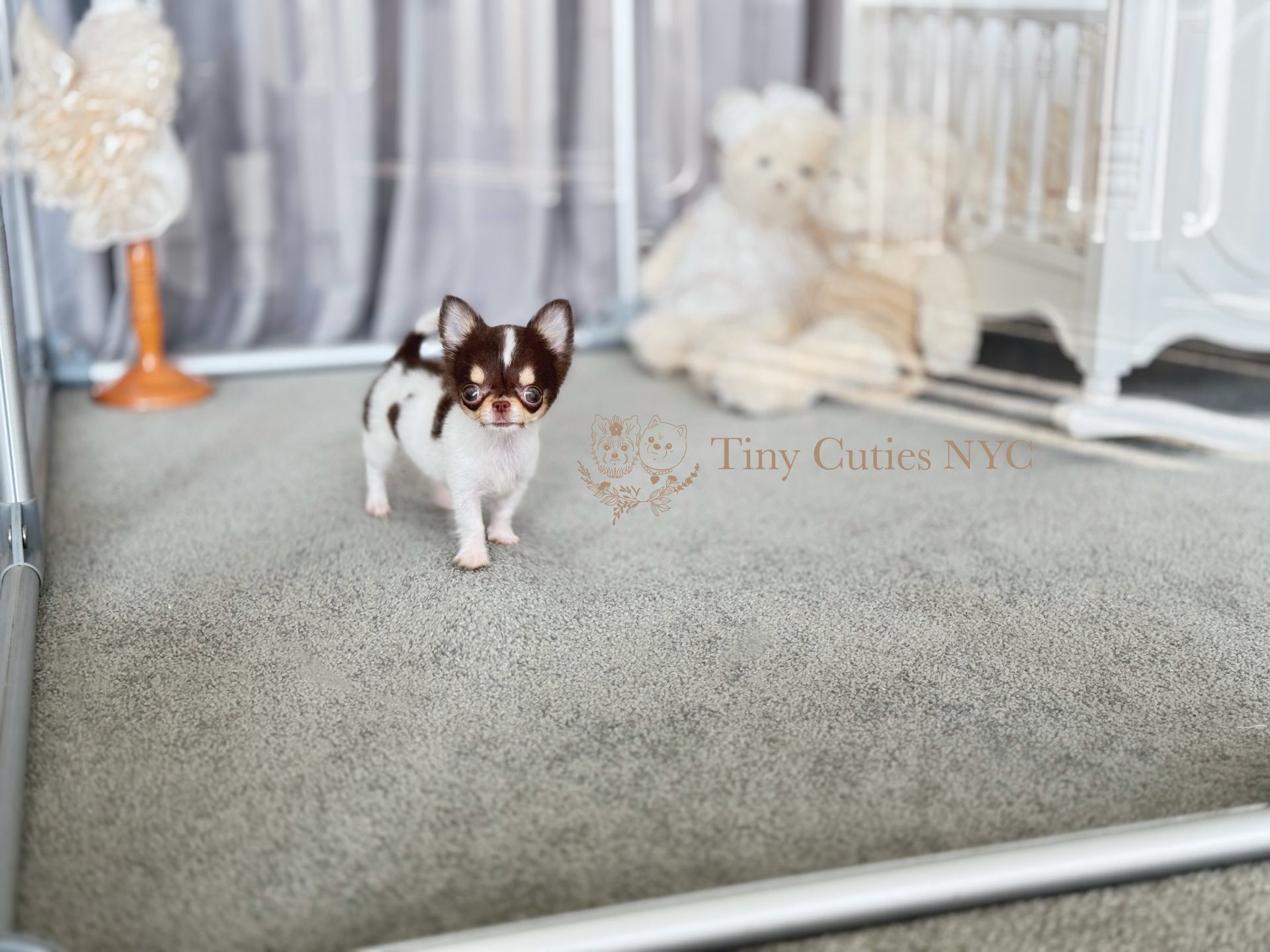 Teacup/Micro Teacup Chihuahua | Astoria, NY | Tiny Cuties NYC