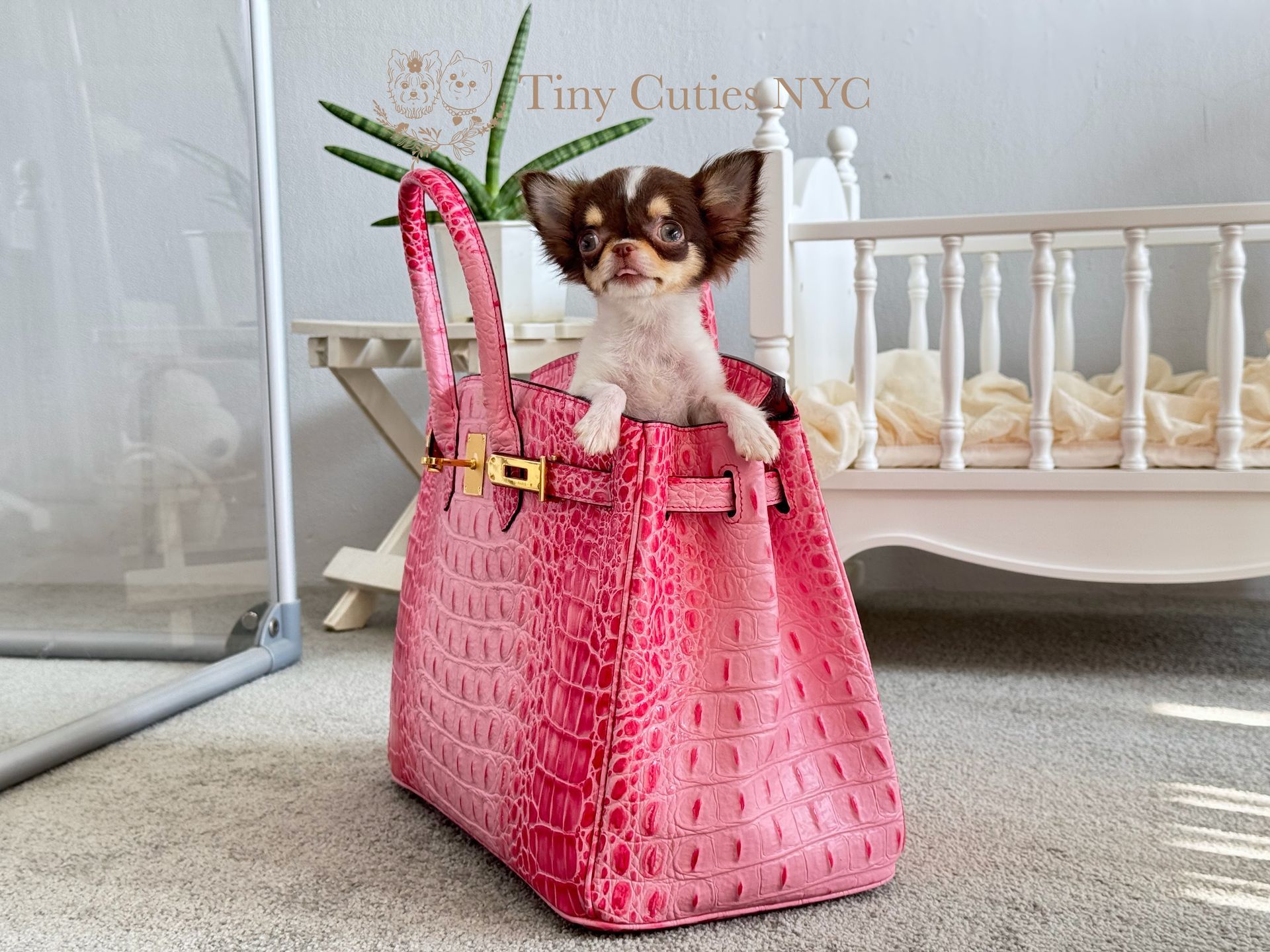 Teacup/Micro Teacup Chihuahua | Astoria, NY | Tiny Cuties NYC