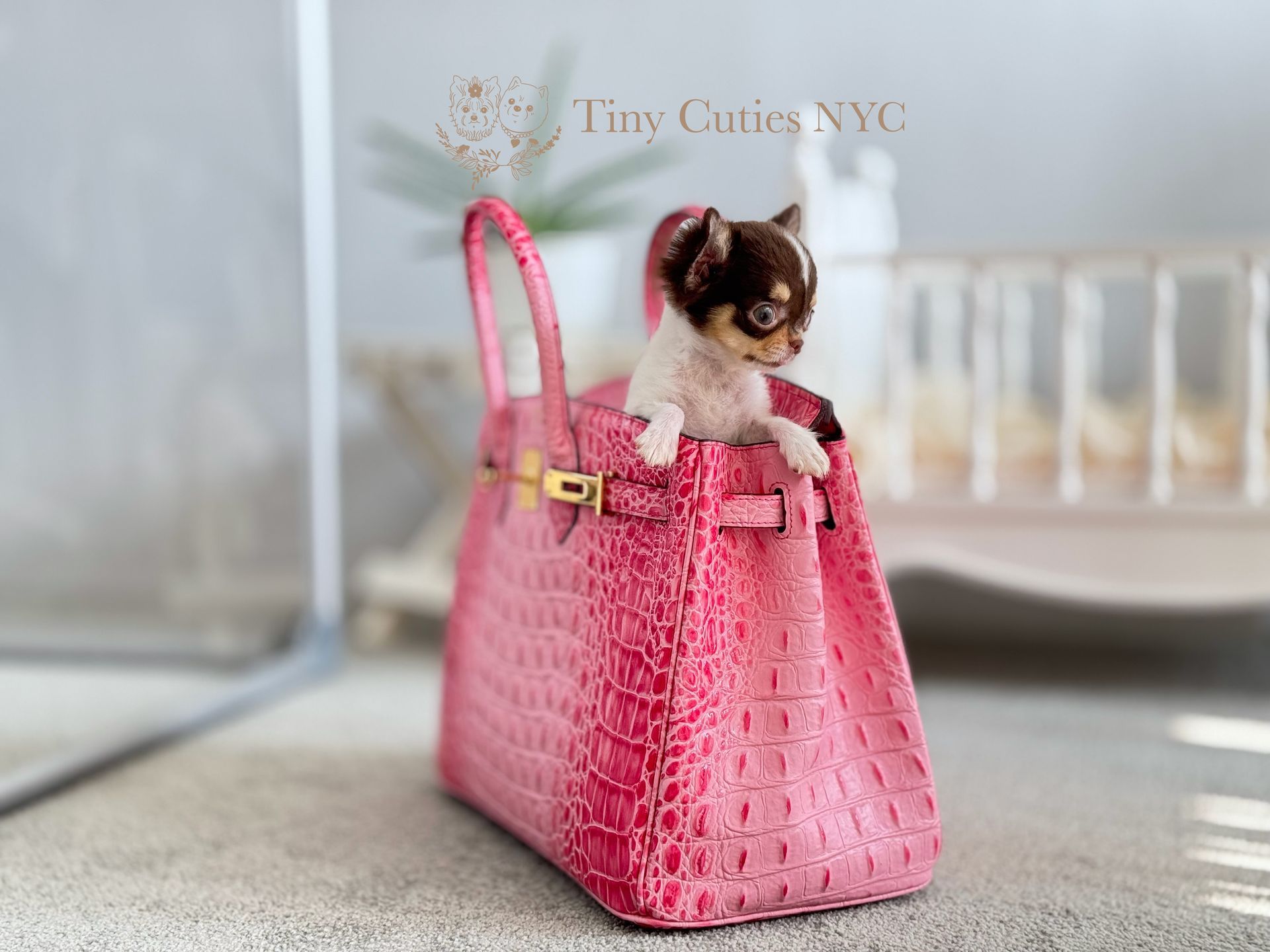 Teacup/Micro Teacup Chihuahua | Astoria, NY | Tiny Cuties NYC