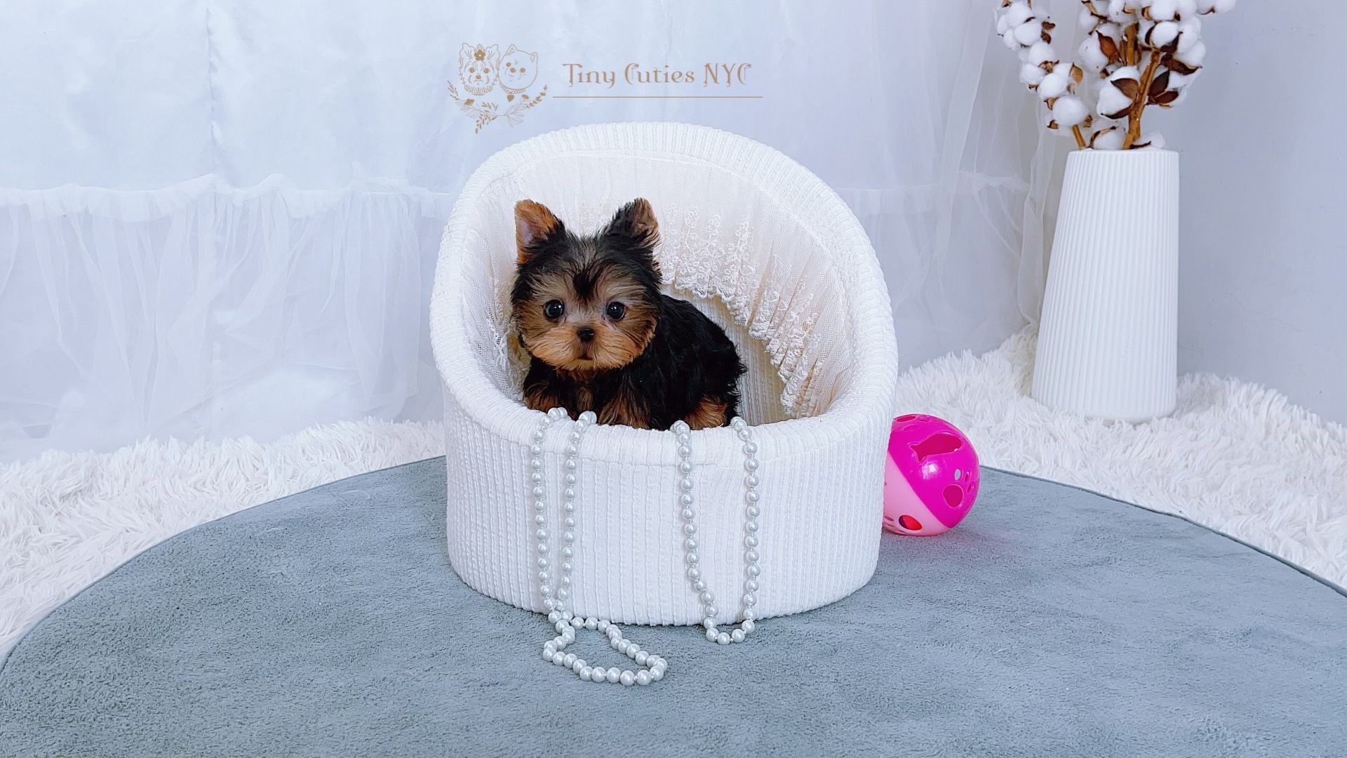 Teacup/Micro Teacup Yorkies | Astoria, NY | Tiny Cuties NYC