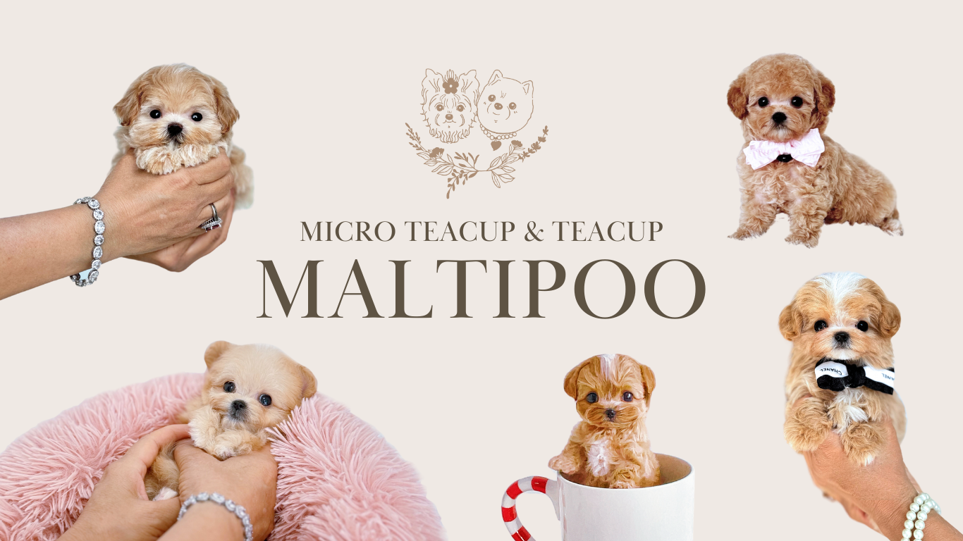 Teacup/Micro Teacup Maltipoos | Astoria, NY | Tiny Cuties NYC
