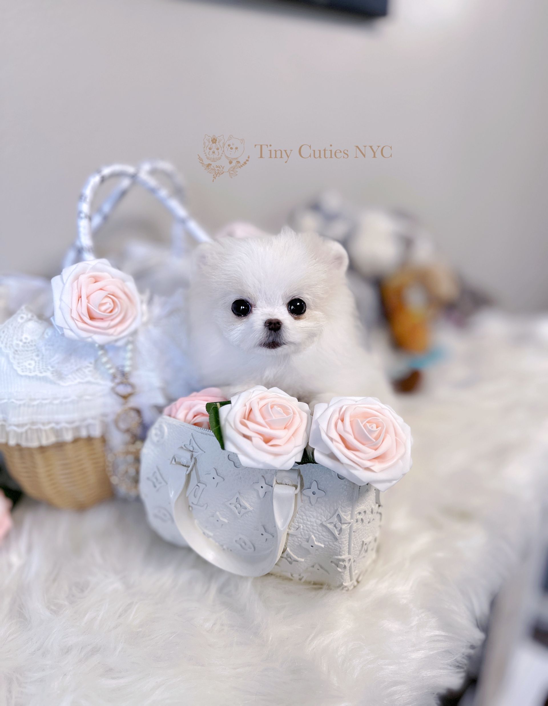 Teacup/Micro Teacup Pomeranian | Astoria, NY | Tiny Cuties NYC