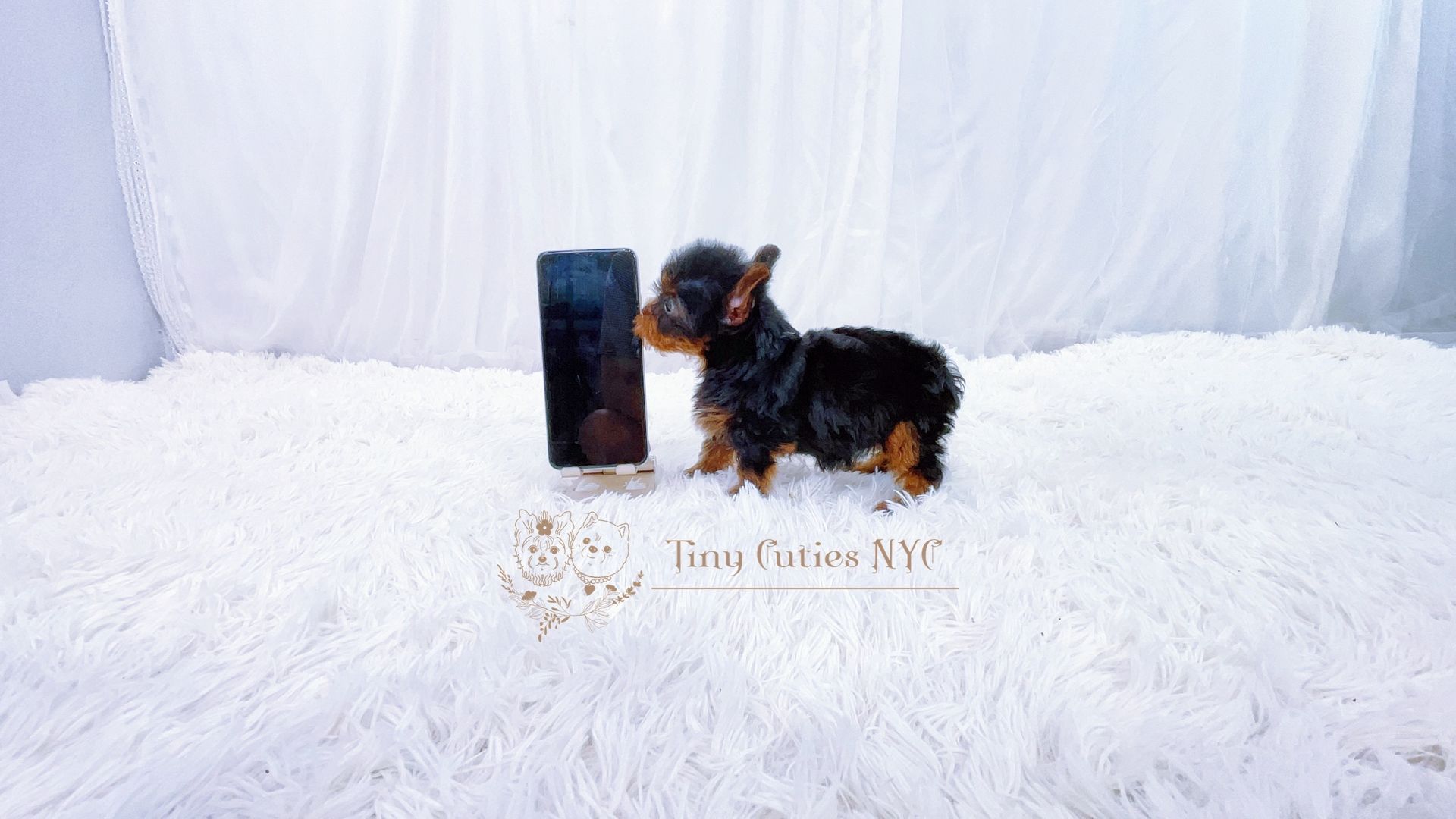 Teacup/Micro Teacup Yorkies | Astoria, NY | Tiny Cuties NYC