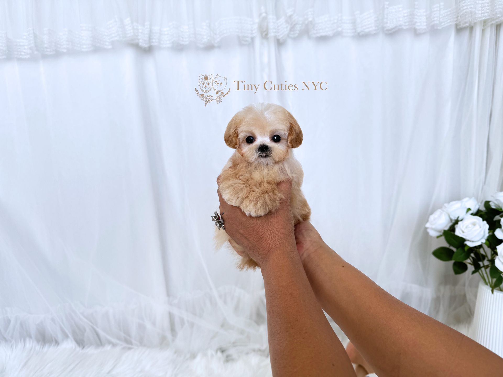 Teacup/Micro Teacup Maltipoos | Astoria, NY | Tiny Cuties NYC