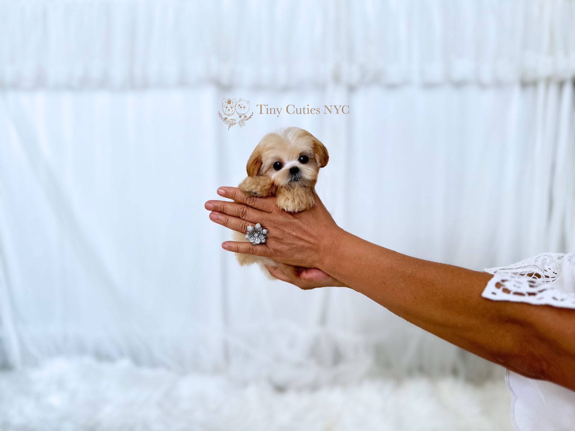 Teacup/Micro Teacup Maltipoos | Astoria, NY | Tiny Cuties NYC