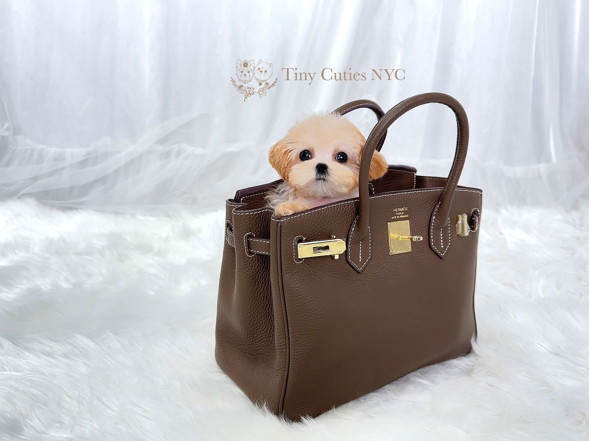 Teacup/Micro Teacup Maltipoos | Astoria, NY | Tiny Cuties NYC