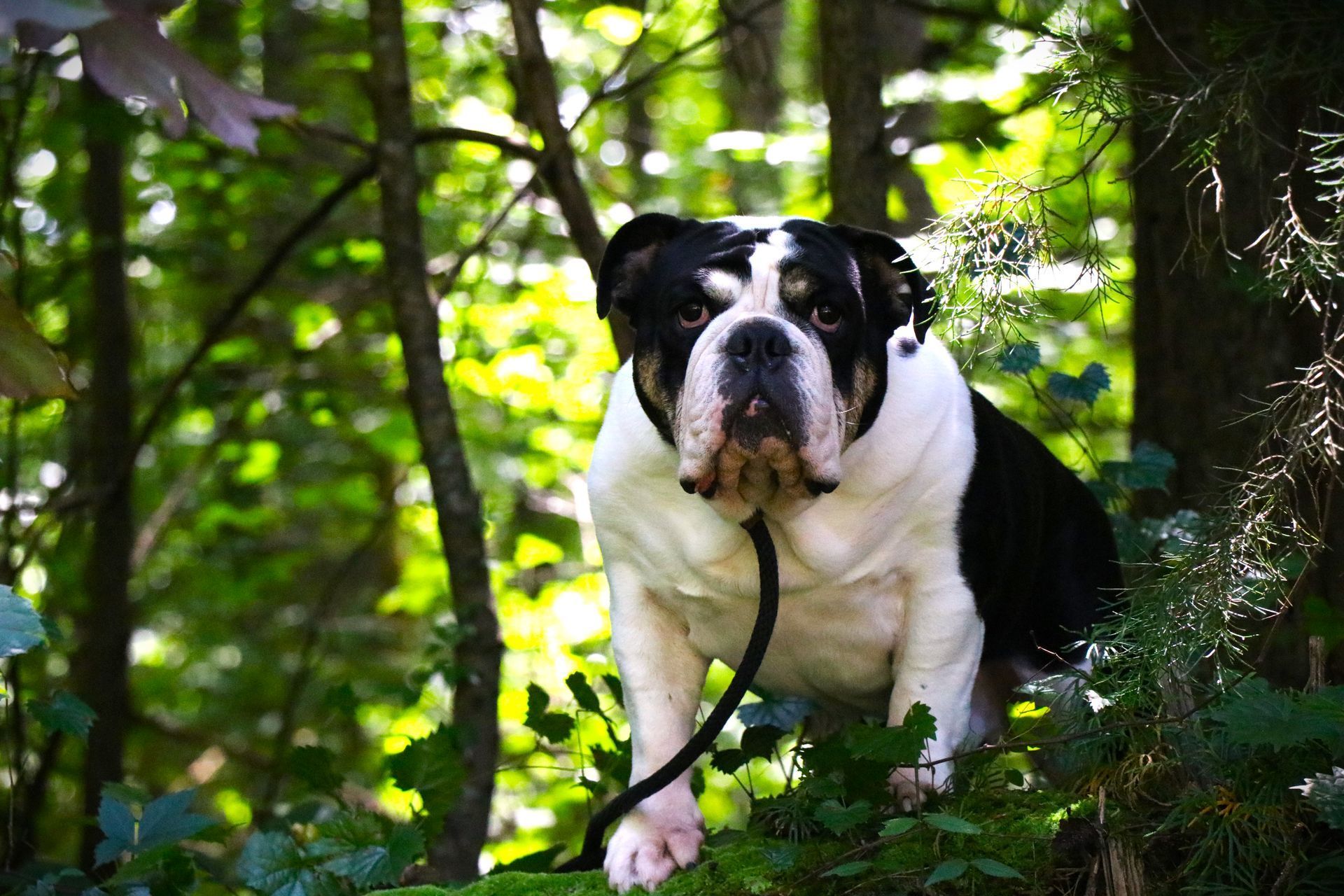 Private Obedience Lessons | Train Play Live Dog Training | Charlotte, NC