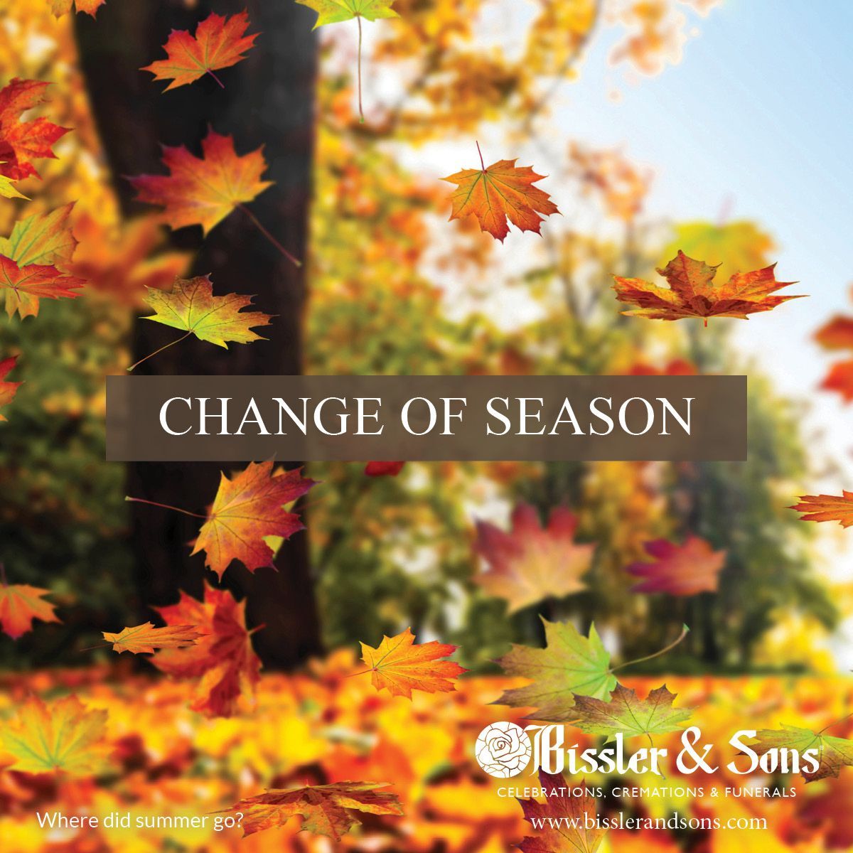 Where did summer go?