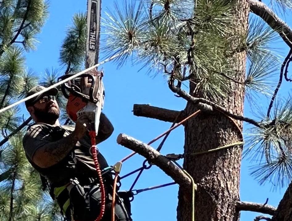 Reviews | Eugene, OR | Purple Heart Tree Service