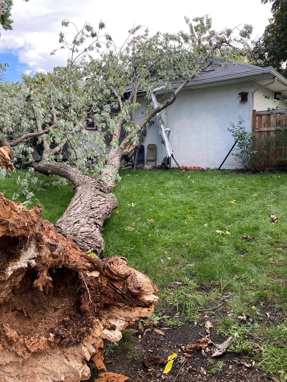 Tree Care Services | Minneapolis, MN | Arbor Tree Service