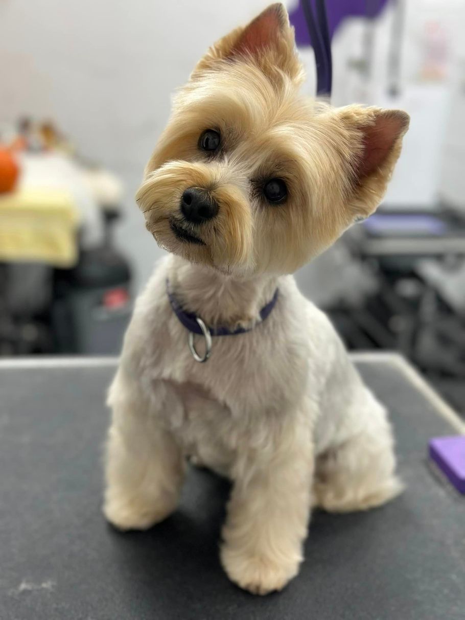 Grooming Equipment | Grooming Supplies | Sharp Edges Store