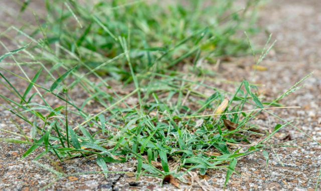 Nuisance Grasses In Lawns