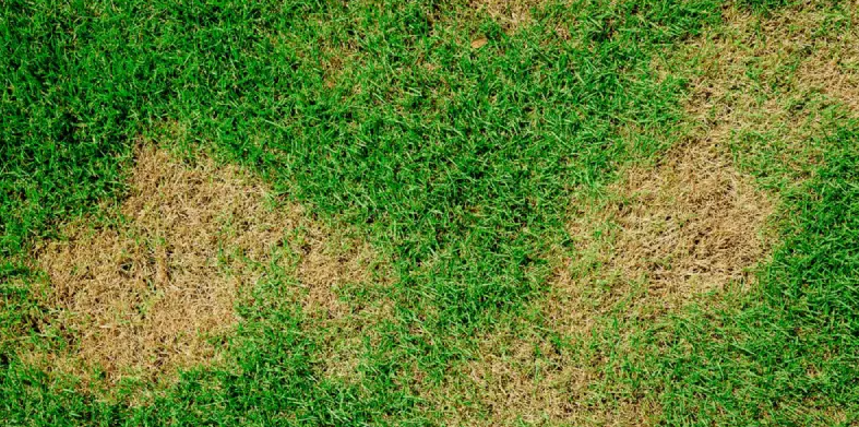 Identifying and Addressing Spring Lawn Diseases: A Guide for Homeowners