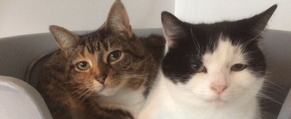 Visit our cattery in Ely before leaving your cat with us