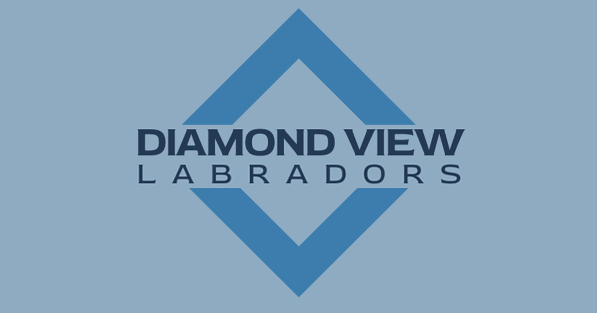 Diamond View Labradors Home Page - Lab Breeder in East Texas