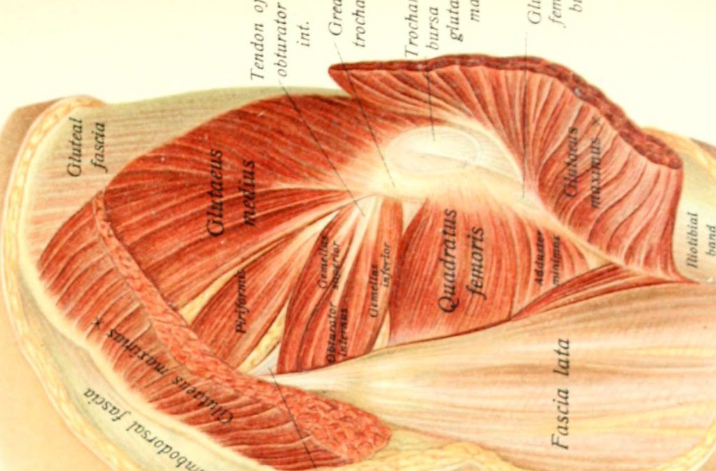THE ROLE OF FASCIA