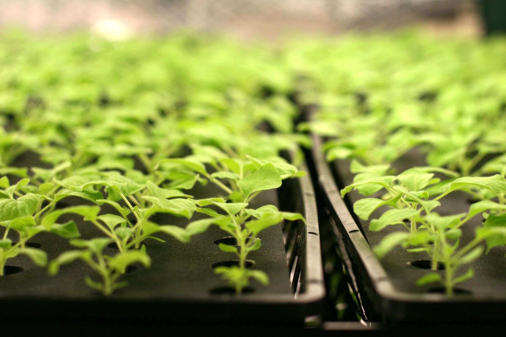 Horticultural Research Institute | The AmericanHort Foundation