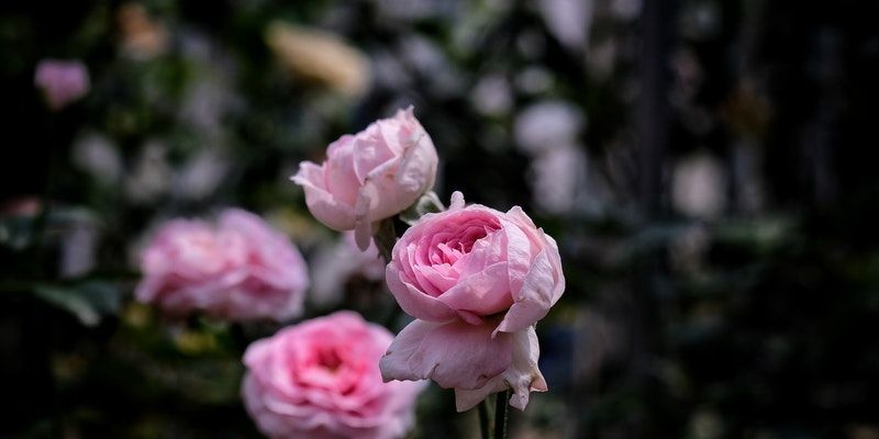 Types of Cemeteries - Funeral homes in Marrero LA