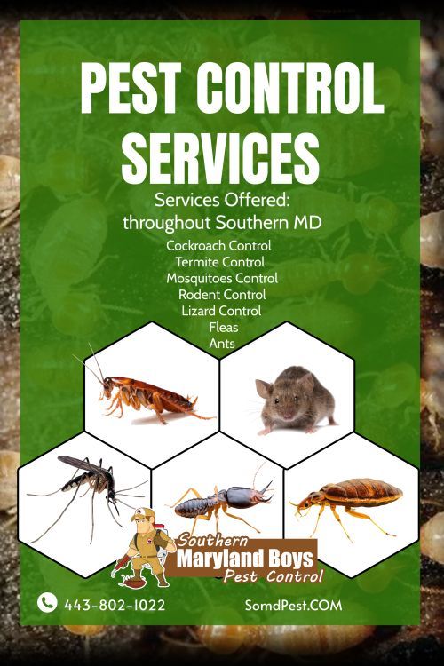 Pest Control Southern MD: Prevent Big Infestations