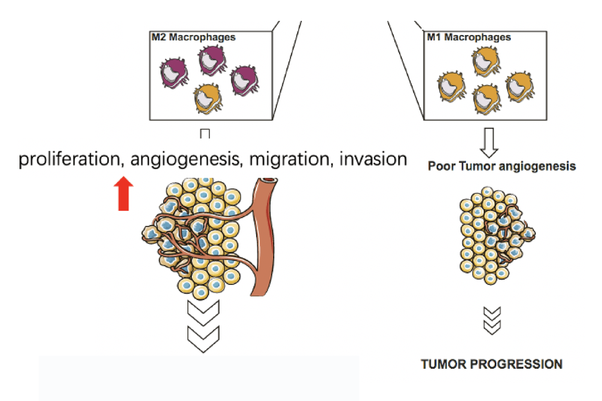 Scientific Illustration and Graphic Design Company | Simplified Science