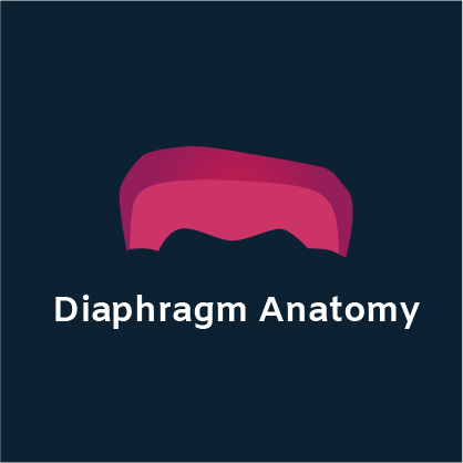 How Does the Diaphragm Work? Diaphragm Structure and Function