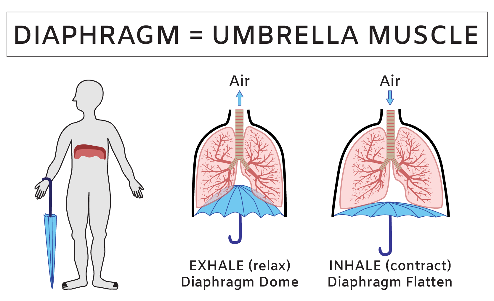 How Does The Diaphragm Work Diaphragm Structure And Function