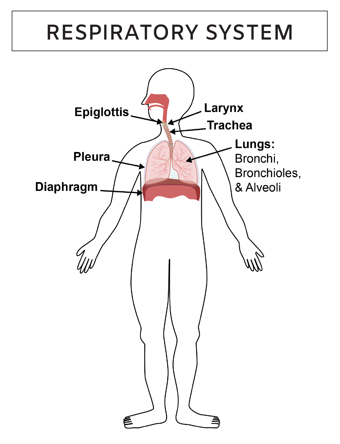 How Do Lungs Work? Lung Structure and Function