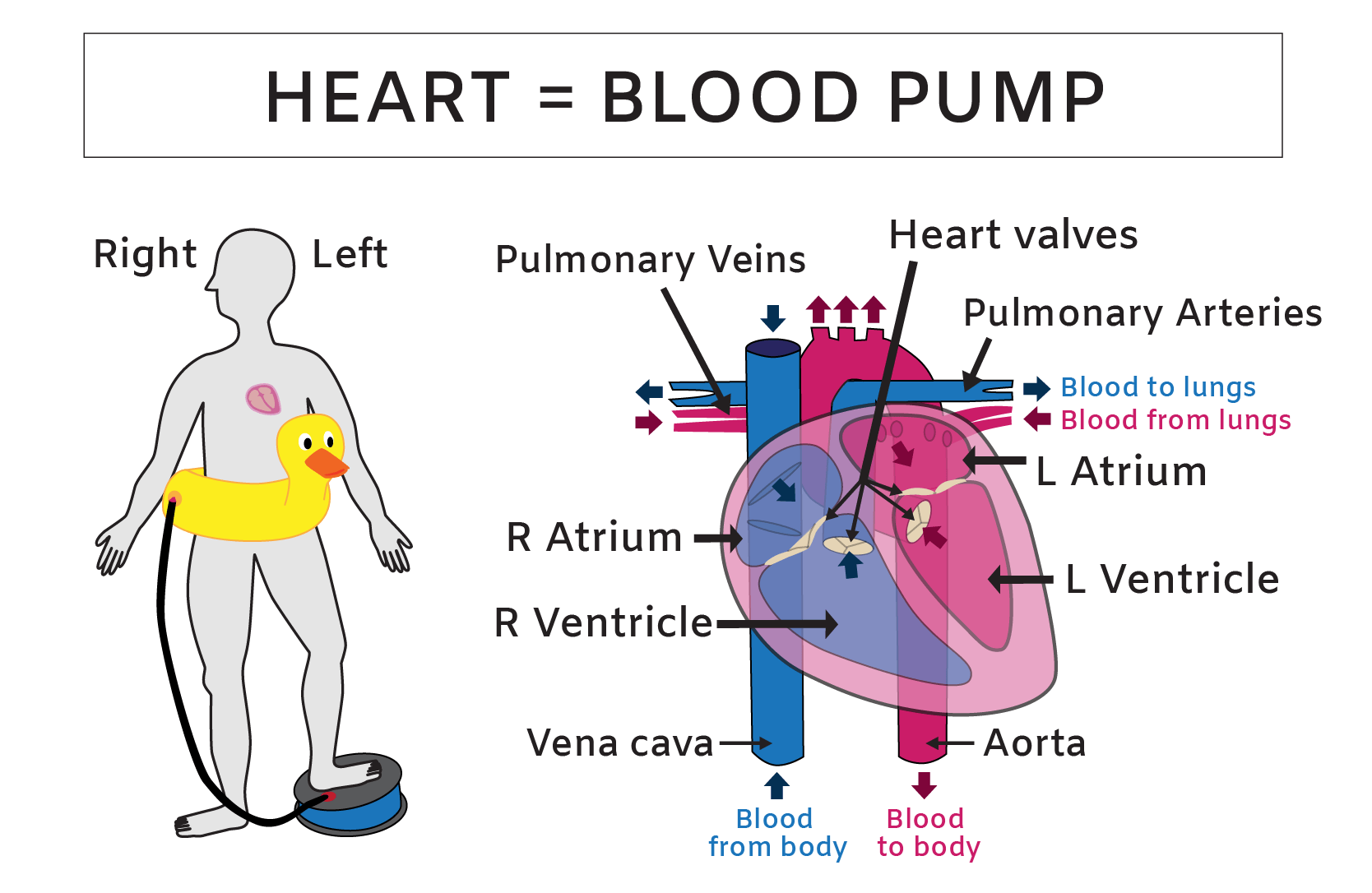 How Does The Heart Work Review Heart Structure And Function