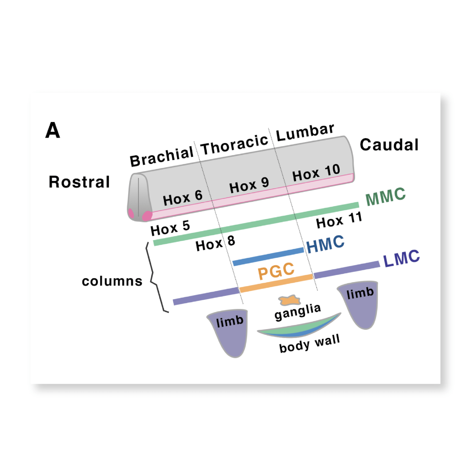 Scientific Graphic Design for Figures, Abstracts & Publications