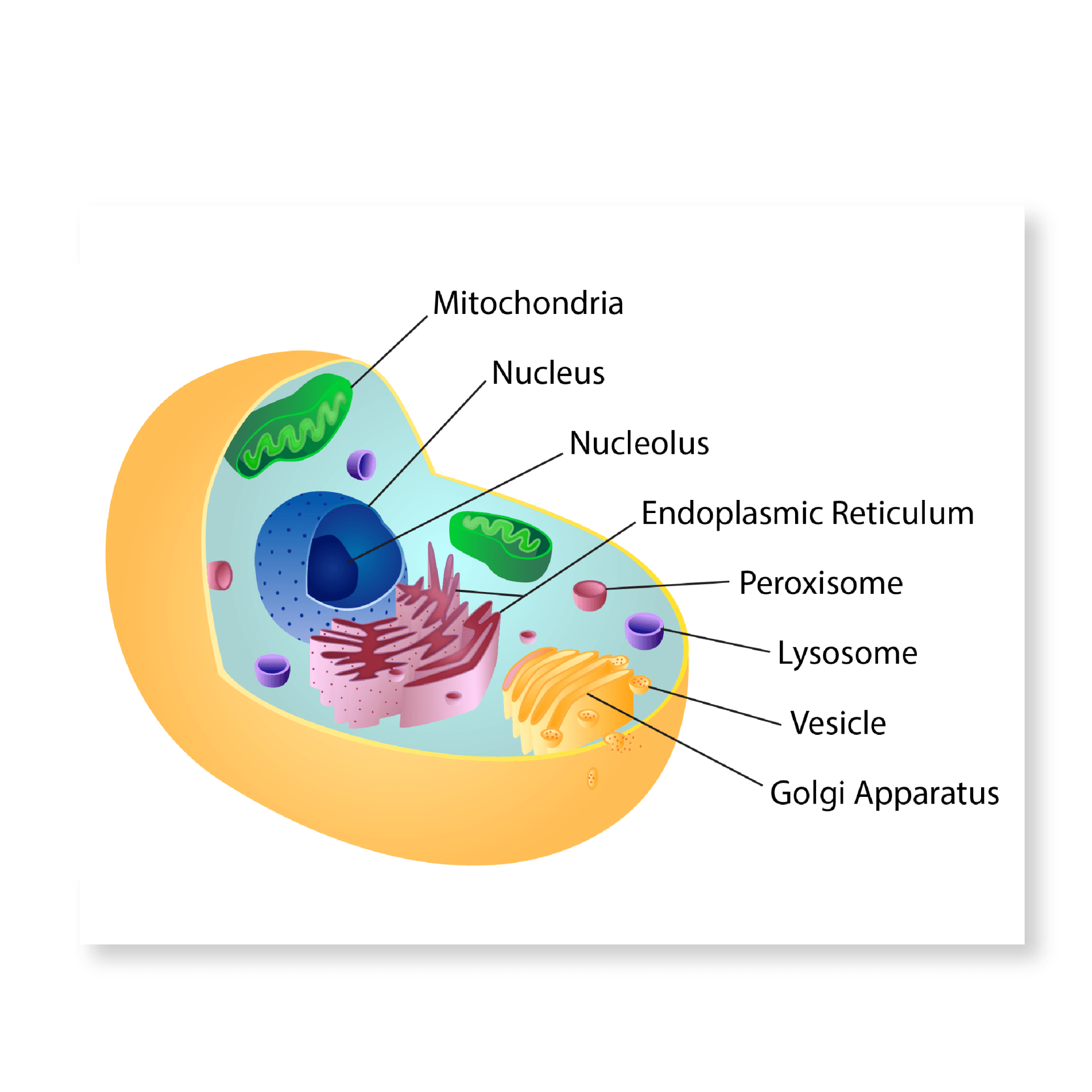 Scientific Illustration Services | Simplified Science