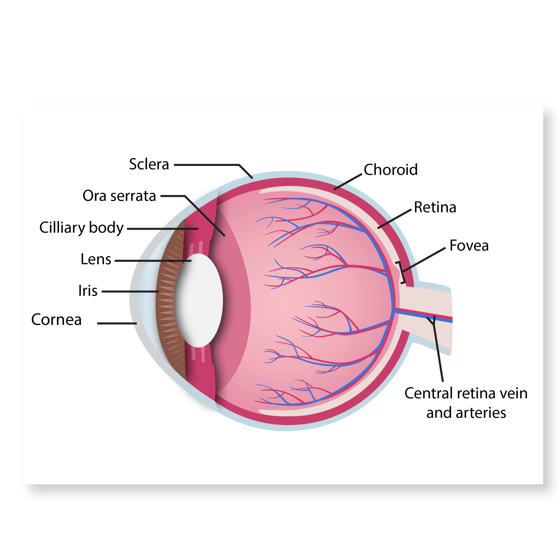 Scientific Illustration Services | Simplified Science