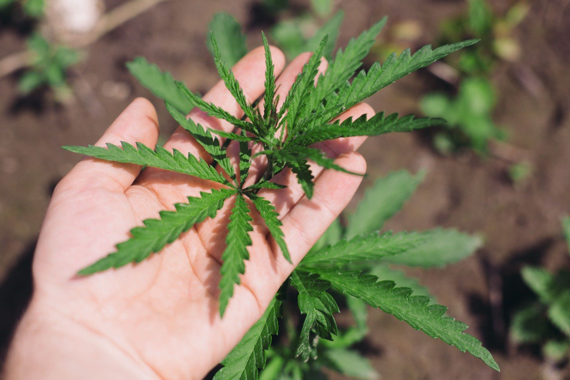 how-legalized-marijuana-affects-drug-screening-ers-inc