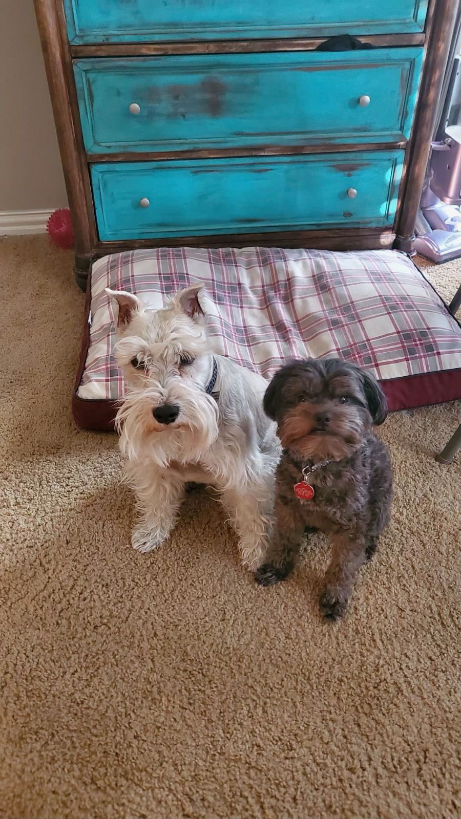 Unleashing Hope: Rescue dogs