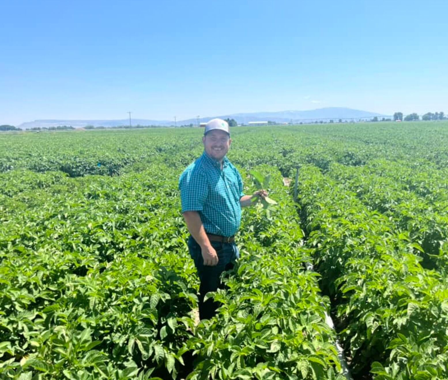 Potatoes | Nano-Yield™ | Nanotechnology Products