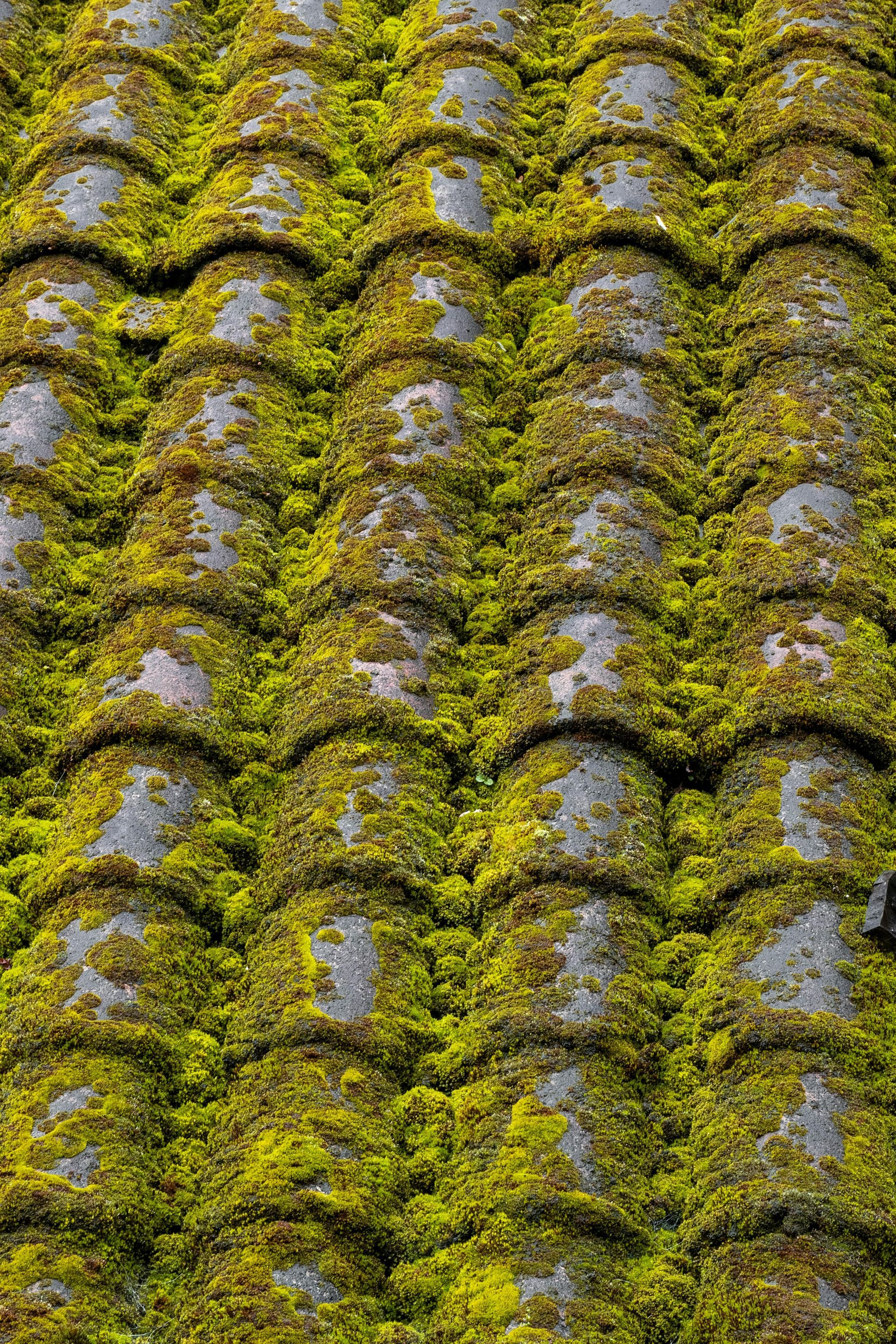 Say Goodbye to Moss: A Comprehensive Guide to Removing Moss from Your ...