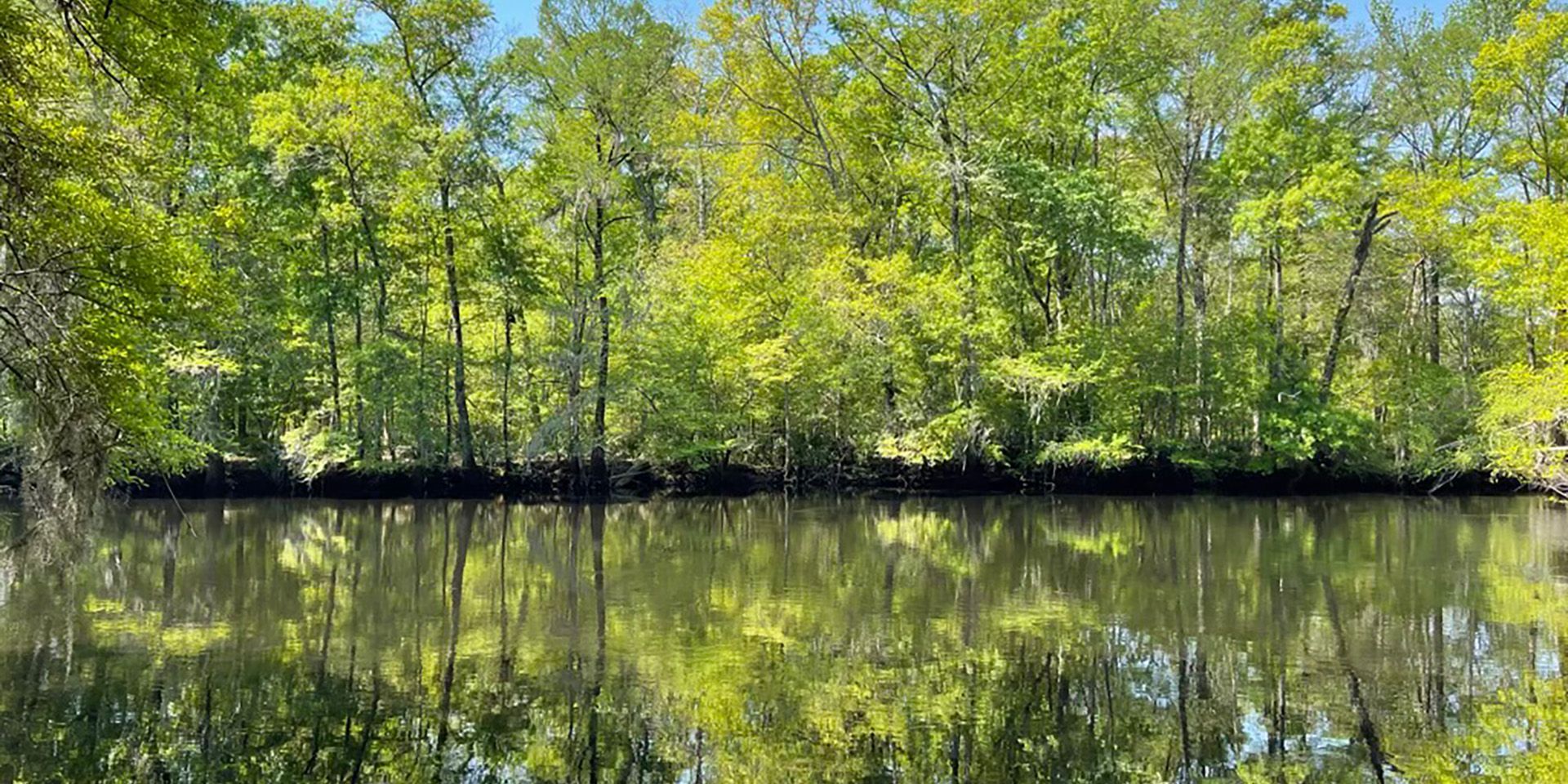 Protecting River Wildlife - River Swamp