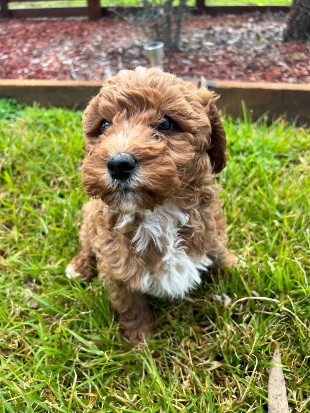 Cavoodle Puppies 7 | Domestic Animal | Ameys Puppies