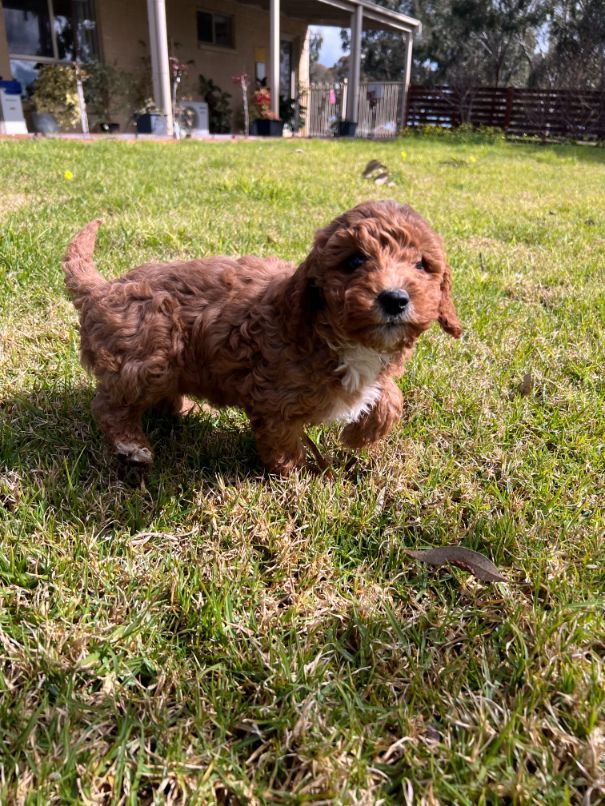 Cavoodle Puppies 7 | Domestic Animal | Ameys Puppies