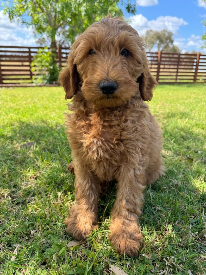 Groodle Puppies for Sale Melbourne | Amey's Puppies