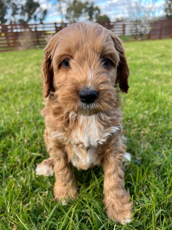 F1b Miniature Spoodle Girl 1 | Ameys Puppies