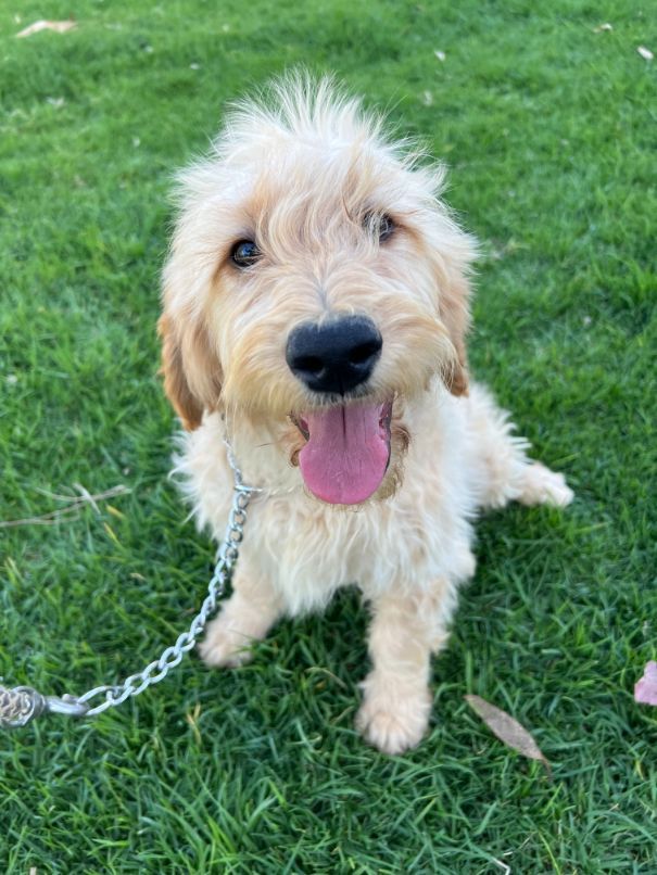 Medium Groodle Boy 5 | Domestic Animal | Ameys Puppies