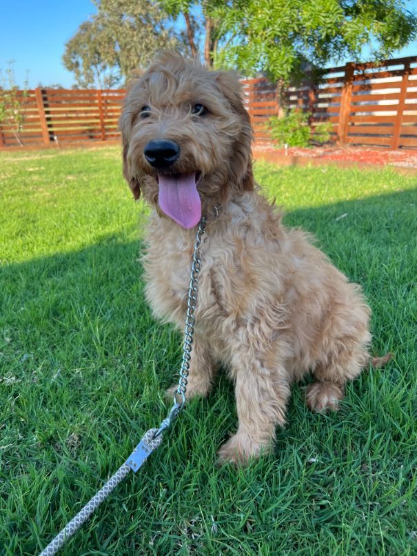 Medium Groodle Boy 5 | Domestic Animal | Ameys Puppies