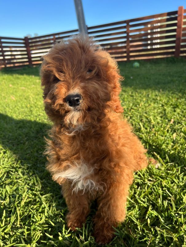 Cavoodle Puppies 7 | Domestic Animal | Ameys Puppies