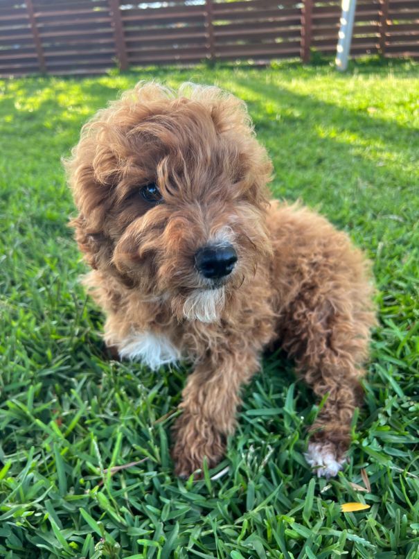 Cavoodle Puppies 7 | Domestic Animal | Ameys Puppies