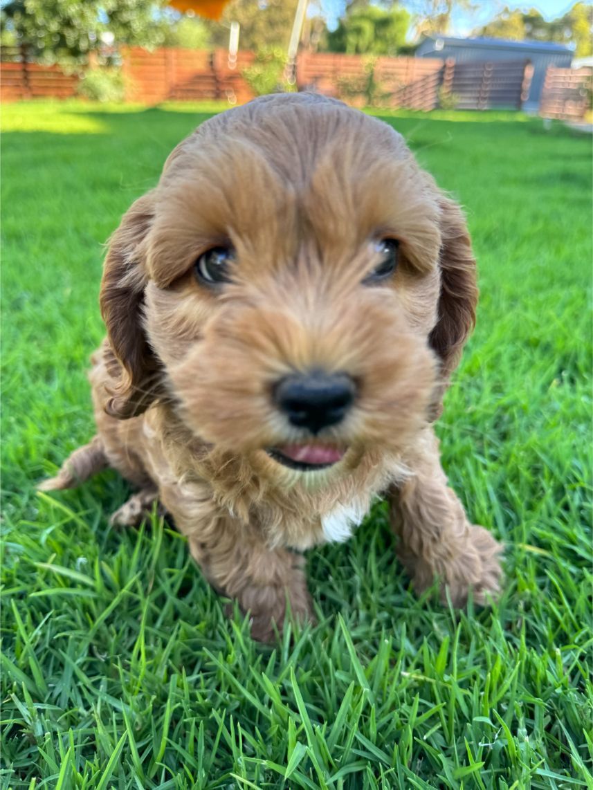 F1b Miniature Spoodle Girl 1 | Ameys Puppies