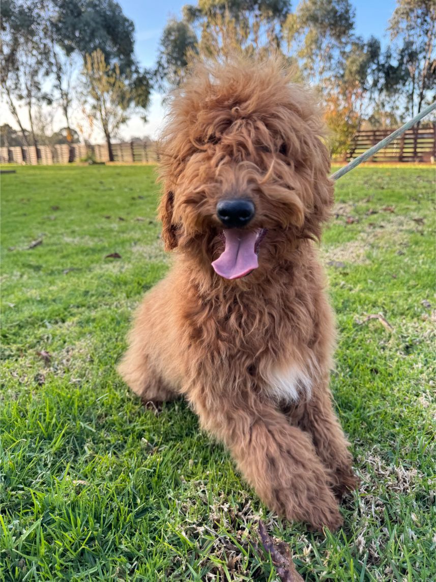 Medium Groodle Boy 5 | Domestic Animal | Ameys Puppies