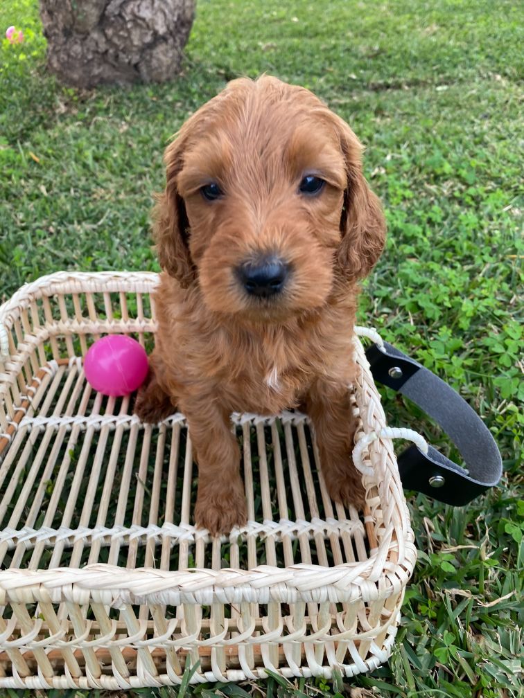 Ameys Puppies | Groodle Puppies | Groodle Puppies Victoria