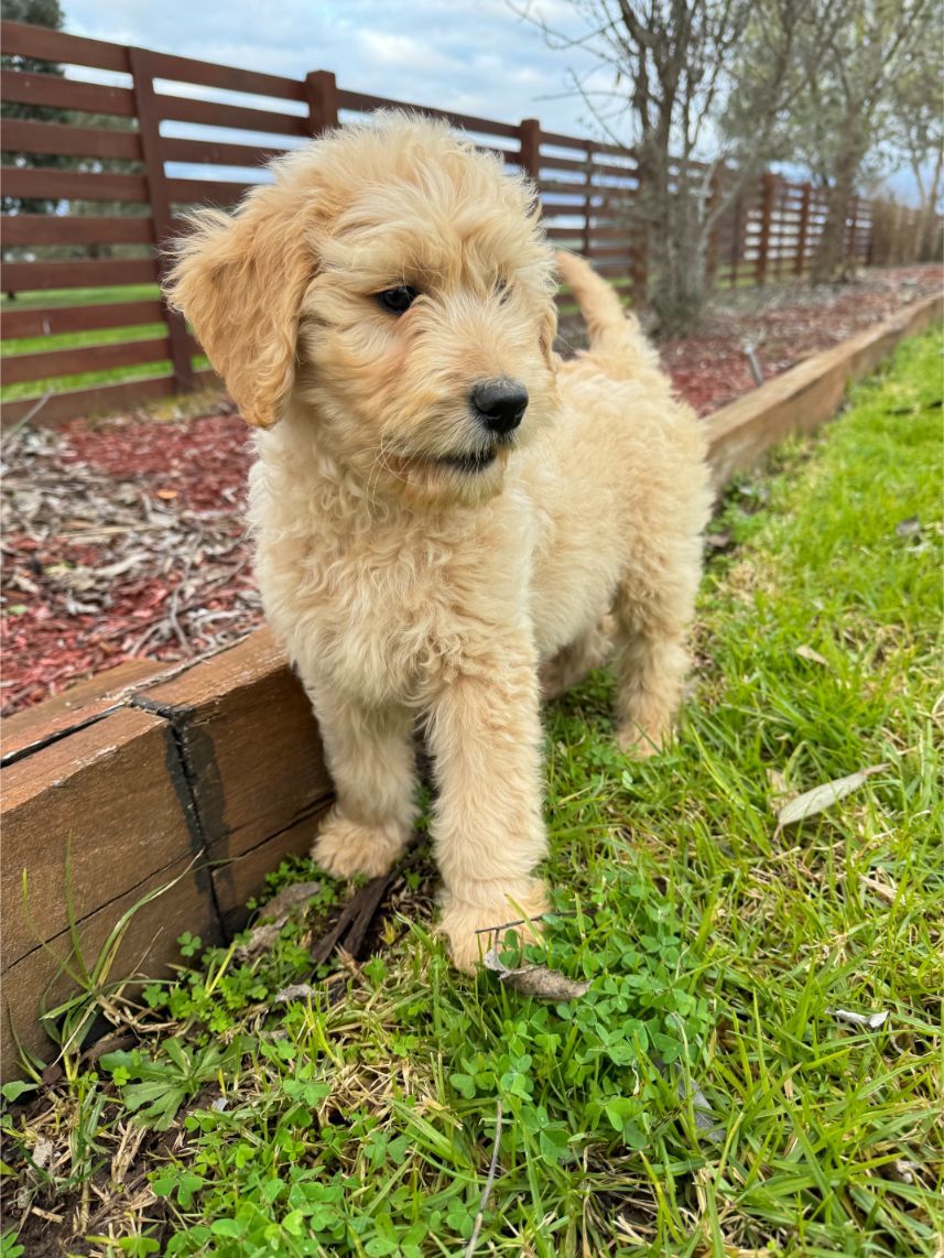 Medium Groodle Boy 5 | Domestic Animal | Ameys Puppies